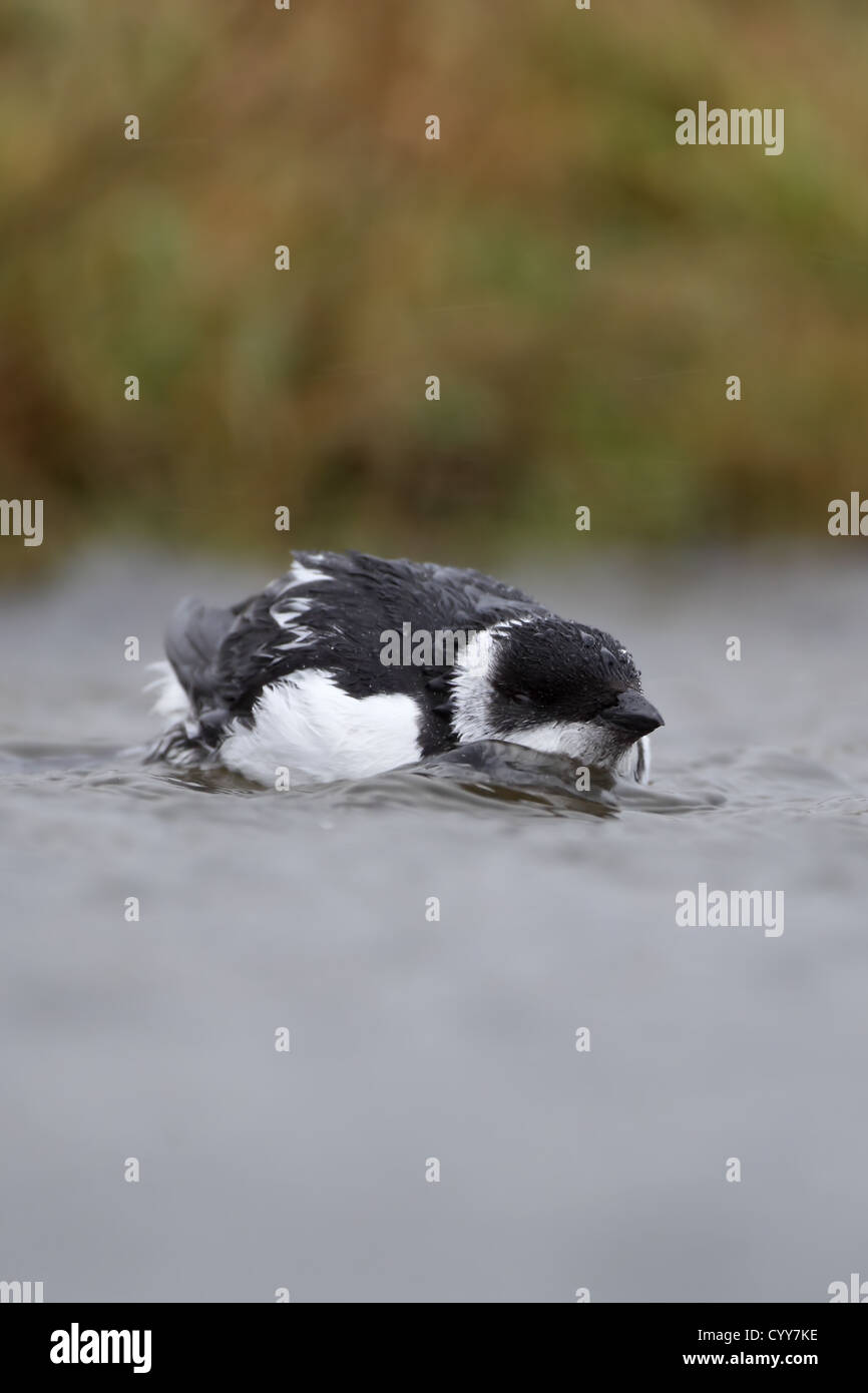 Little auks uk hi-res stock photography and images - Alamy