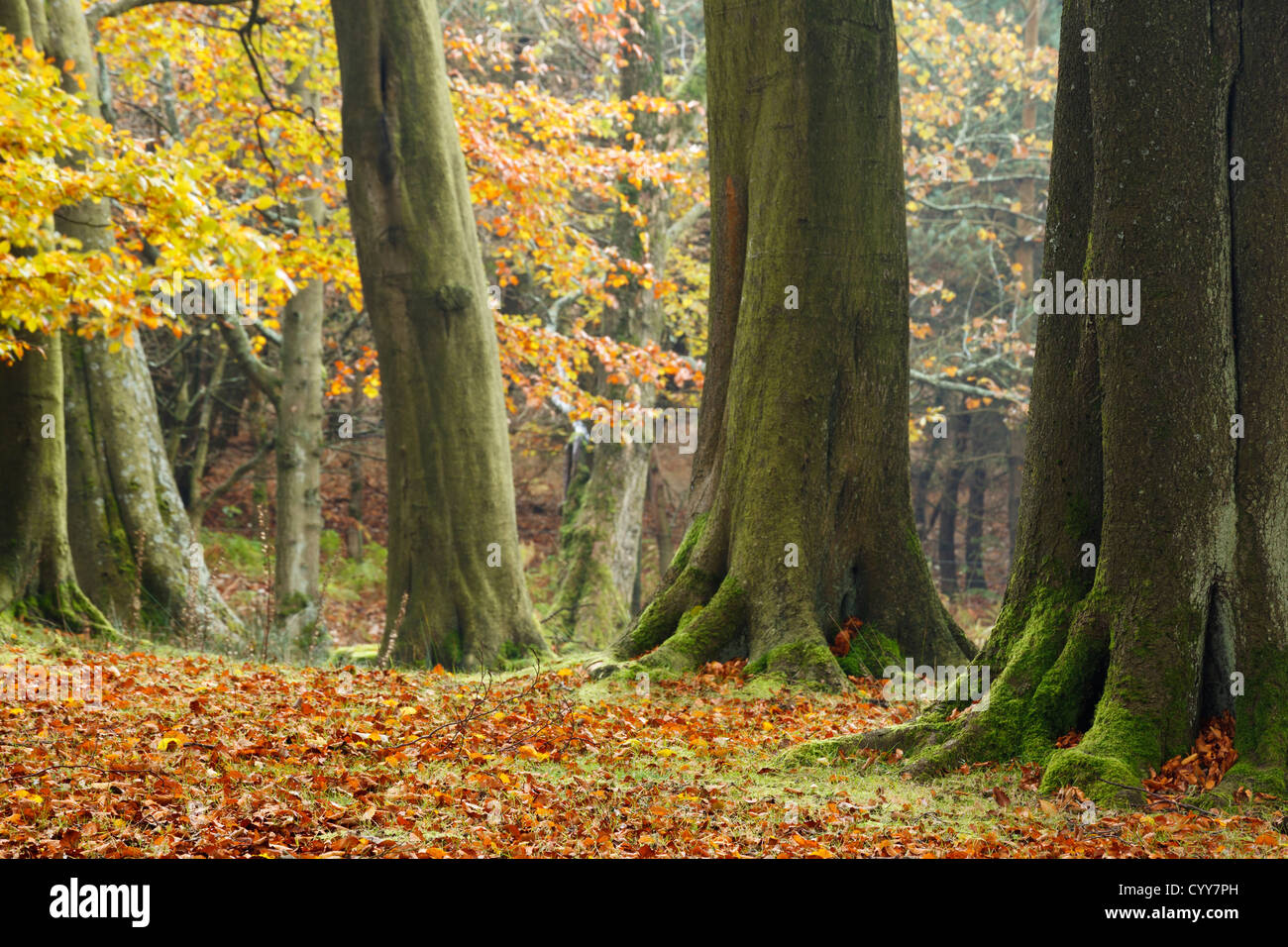 An autumnal row of trees in England with splendid fall colors Stock ...