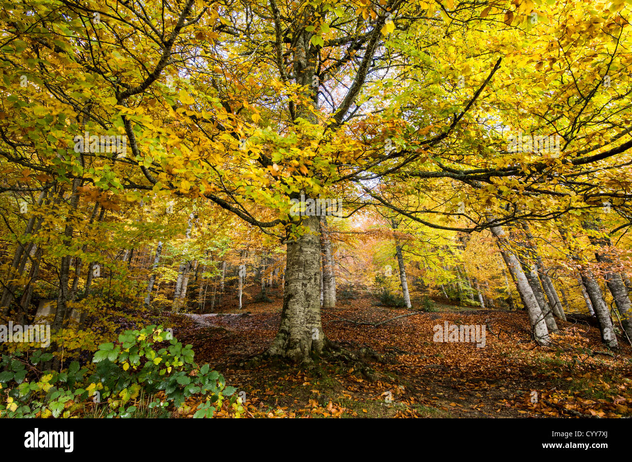 Irati forest spain hi-res stock photography and images - Alamy