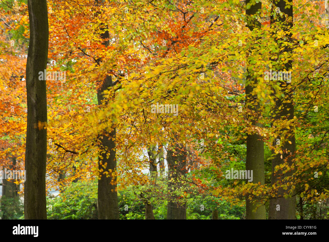 An autumnal woodland with splendid fall colors Stock Photo - Alamy