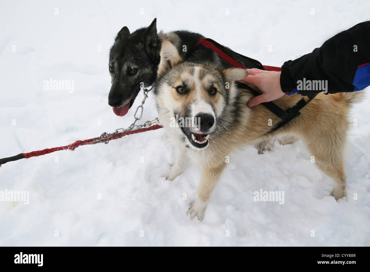 Man sled dogs sled dog hi-res stock photography and images - Alamy