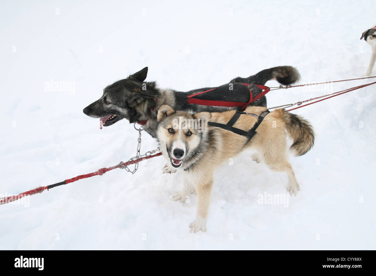 Happy usa united standing in snow pulling sled happy excited hi-res ...