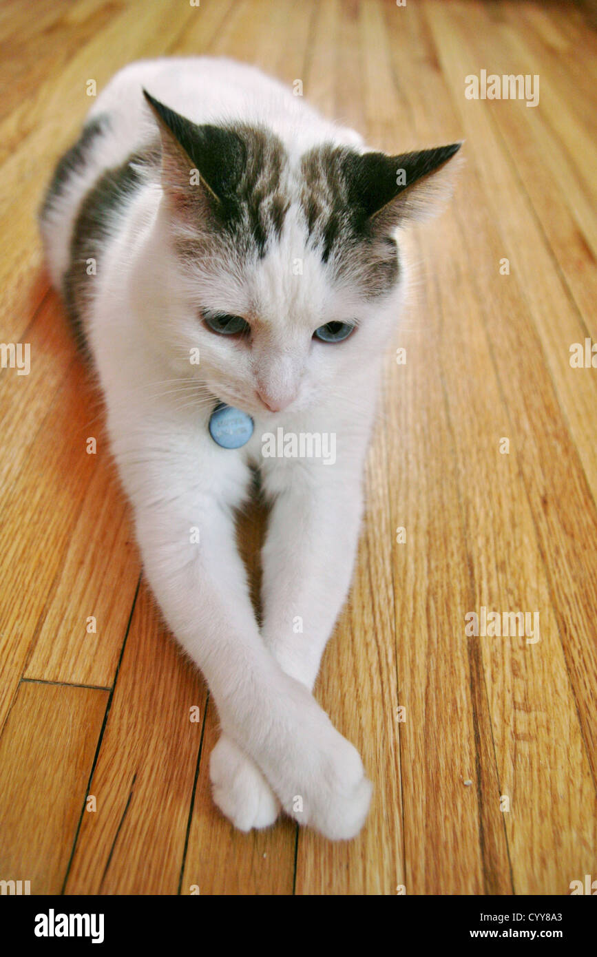 Guilty Cat Stock Photos & Guilty Cat Stock Images - Alamy