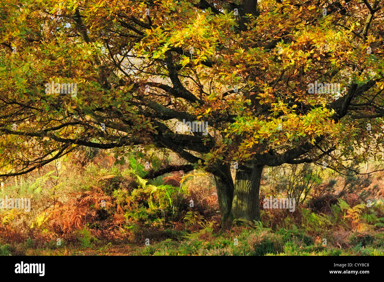 A single autumnal tree in an English woodland with the colours of fall ...