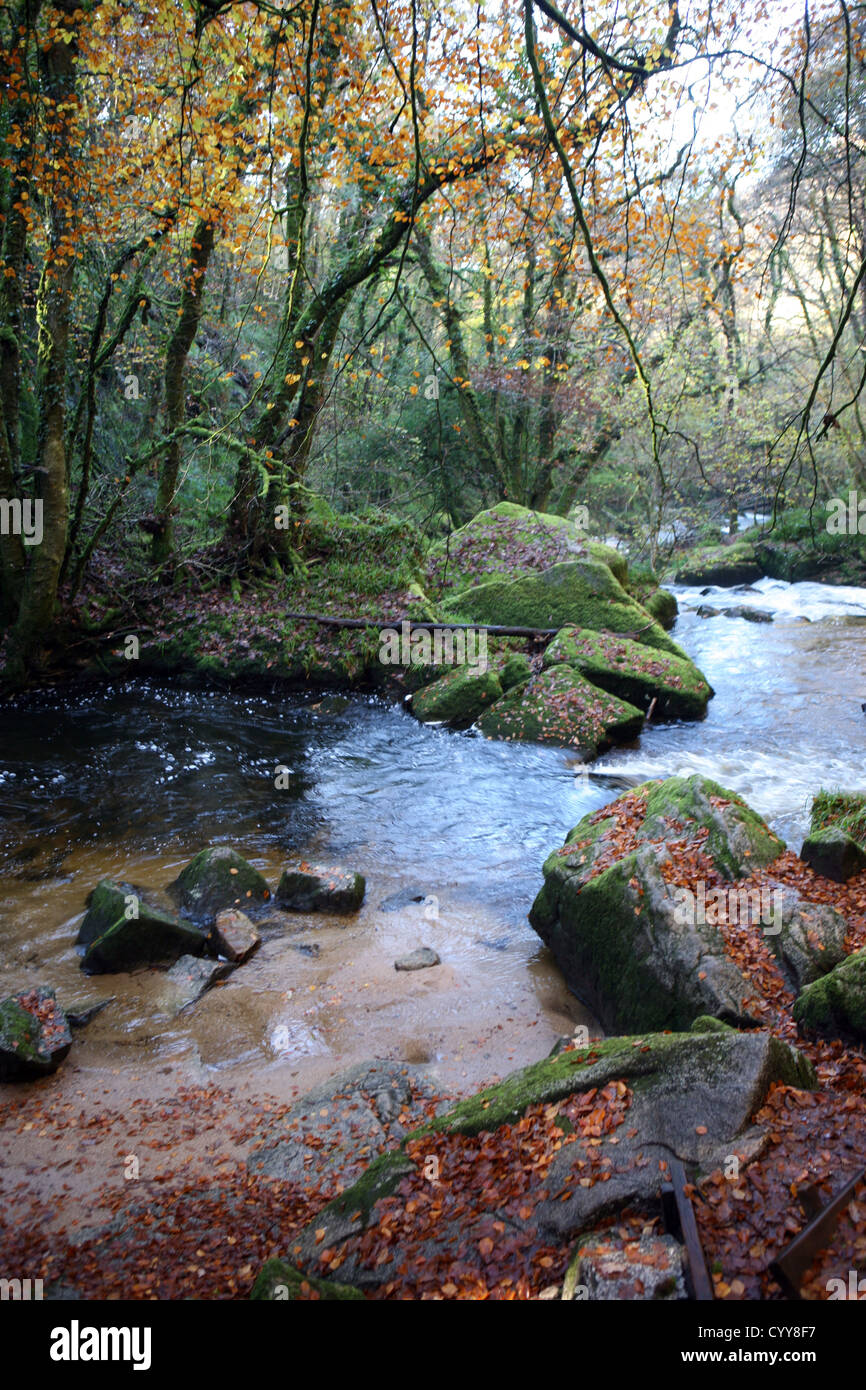 The ancient oak and beech wood by Golitha falls / River Fowey near ...