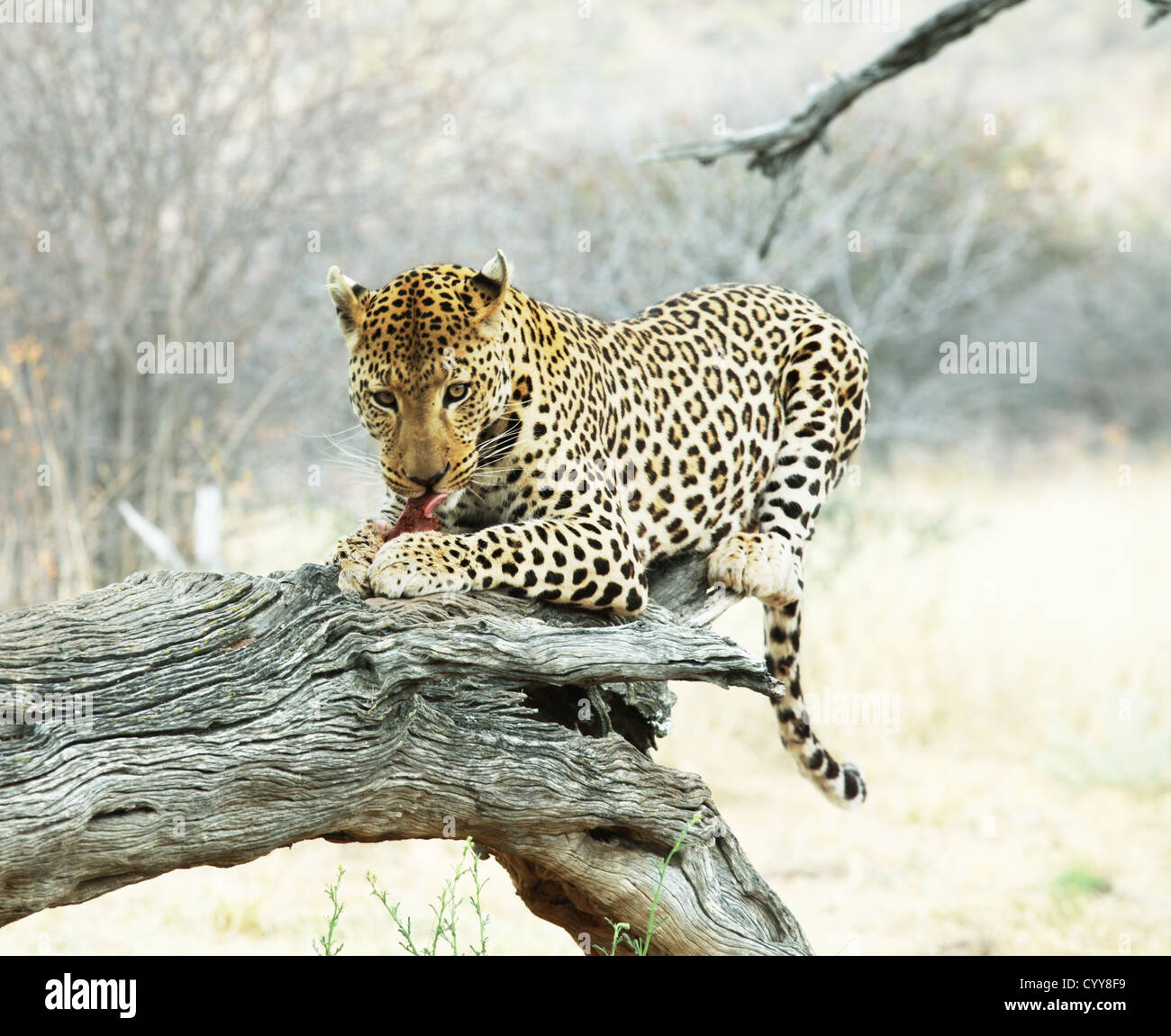Leopard on tree Stock Photo - Alamy
