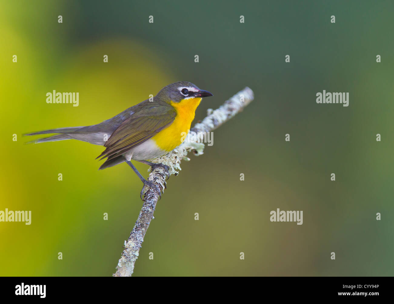 Chat Bird High Resolution Stock Photography and Images - Alamy