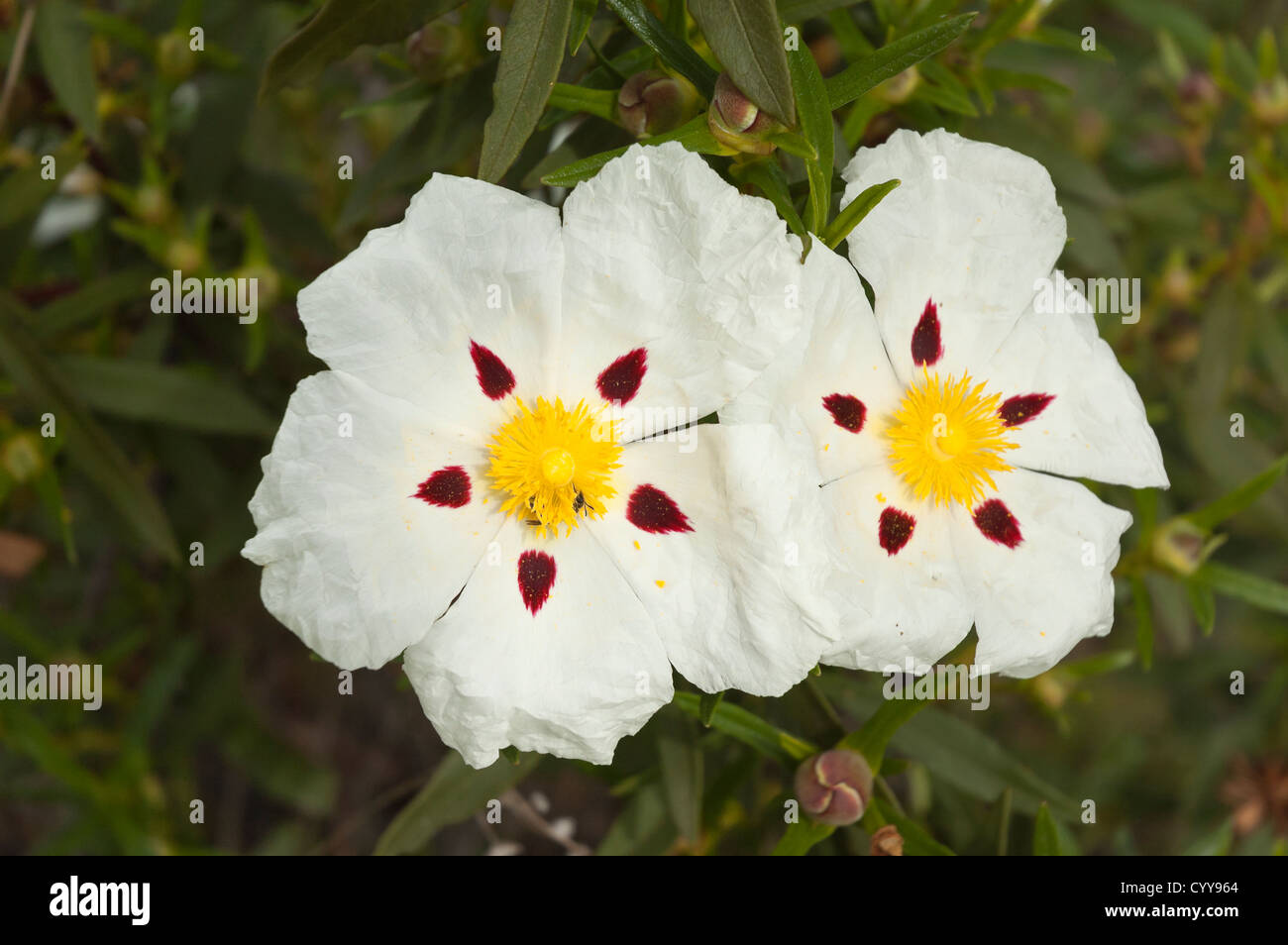 Gum rockrose - Cistus ladanifer - in the heath fields of Alentejo ...