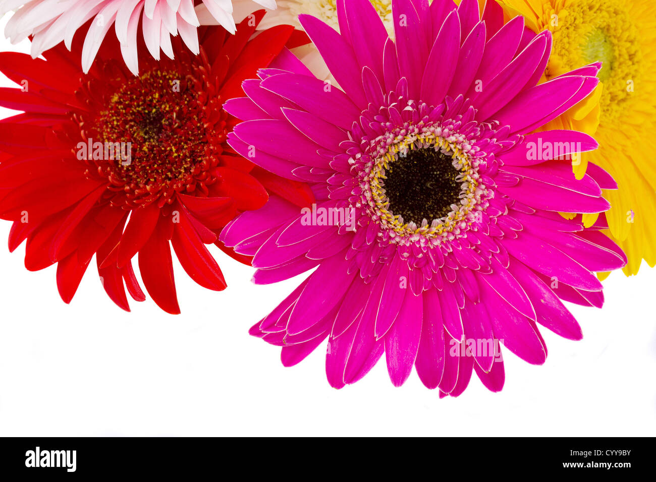 border of gerbera flowers isolated on white background Stock Photo - Alamy