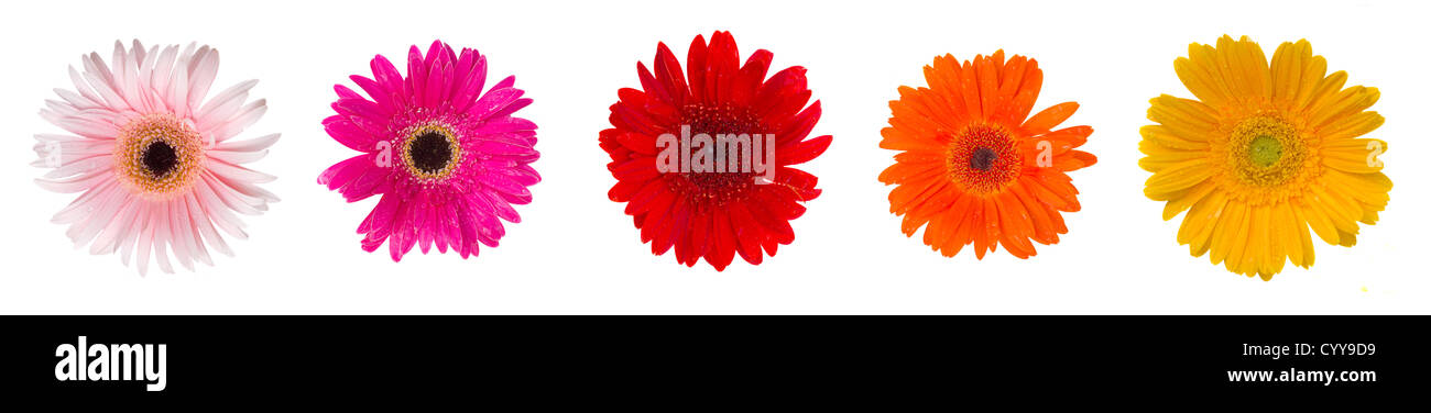 heads of gerbera flowers isolated on white background Stock Photo - Alamy