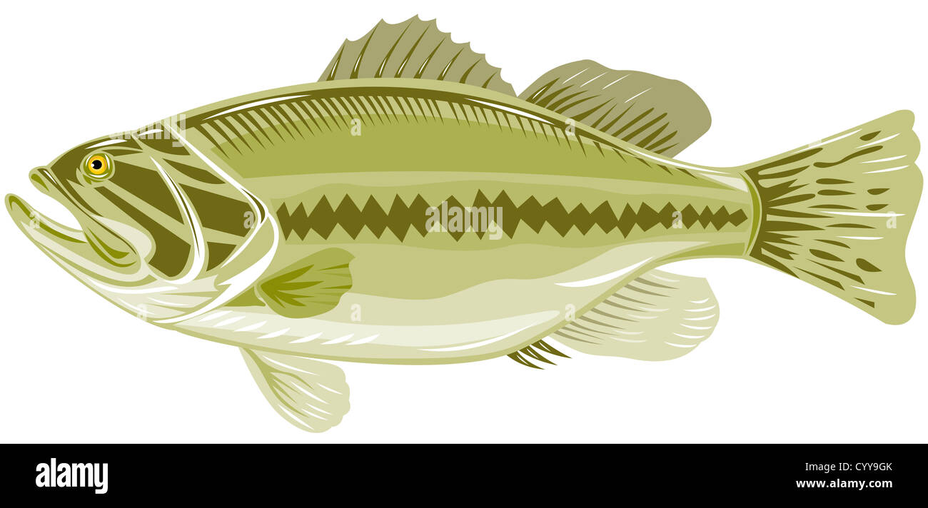 illustration of a black sea bass side view woodcut style Stock Photo ...