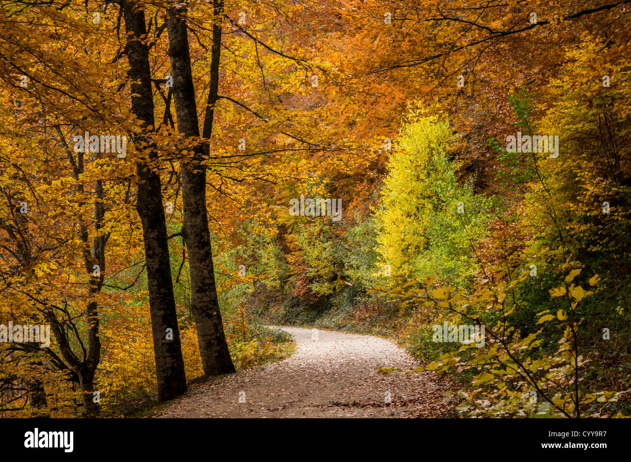 Autumn in Irati Forest. Spain Stock Photo - Alamy