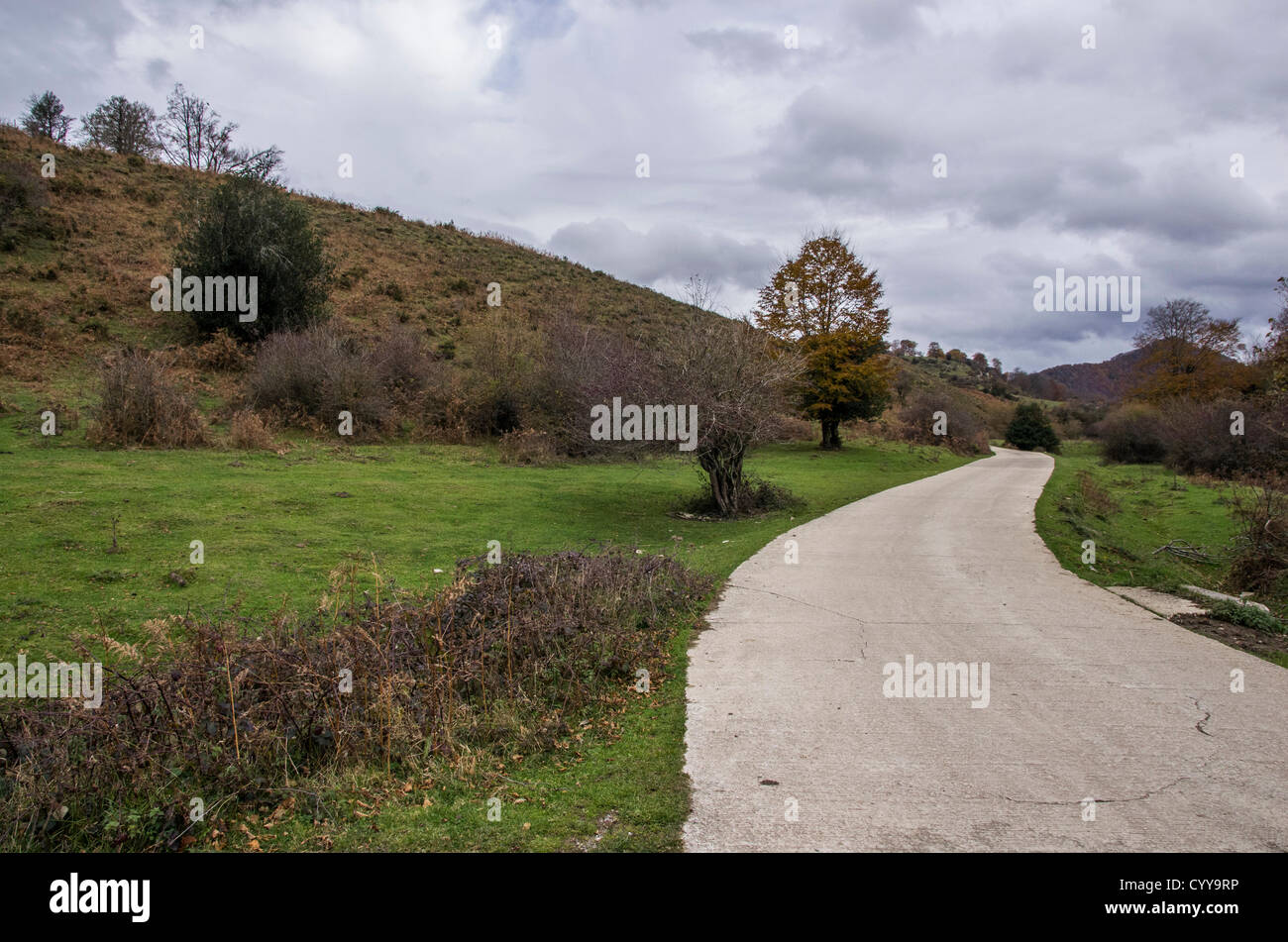 Irati forest hi-res stock photography and images - Alamy