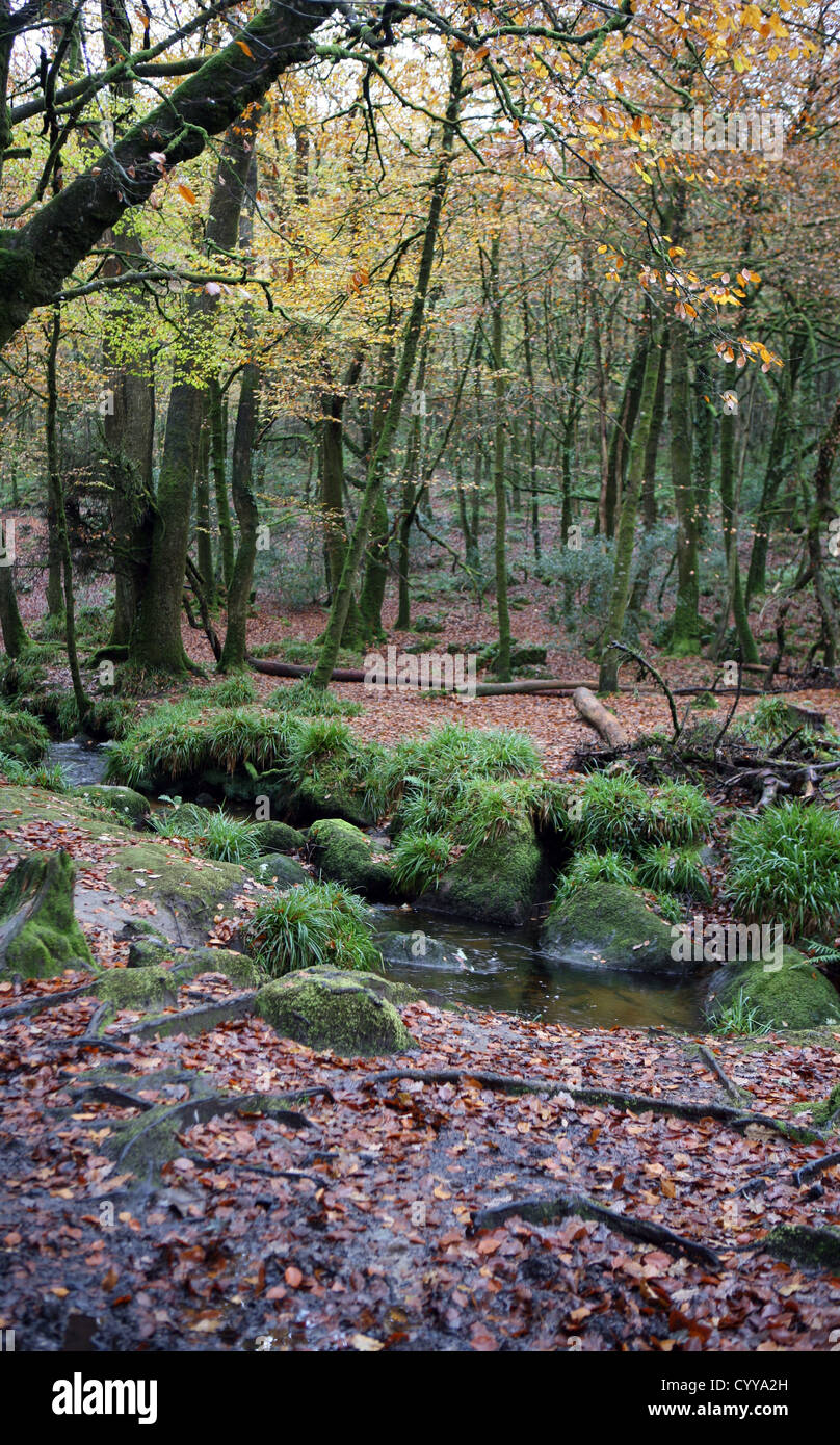 The ancient oak and beech wood by Golitha falls / River Fowey near ...