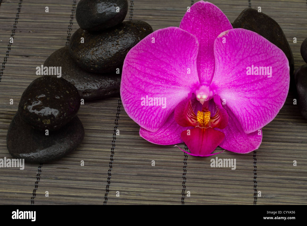 zen stones and orchid isolated on white background Stock Photo - Alamy