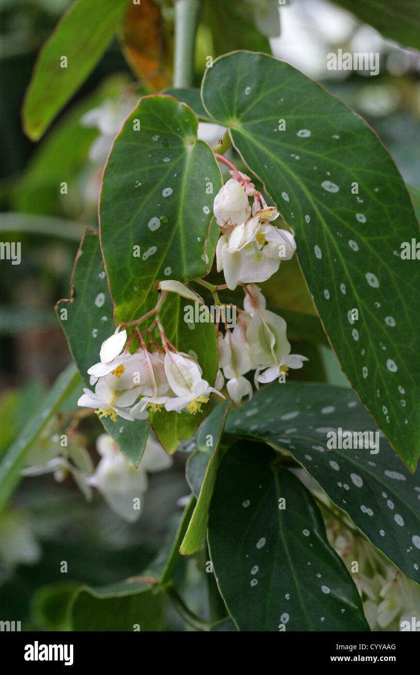 Cane Begonia, Clown Begonia, Begonia maculata var. wightii, Begoniaceae ...
