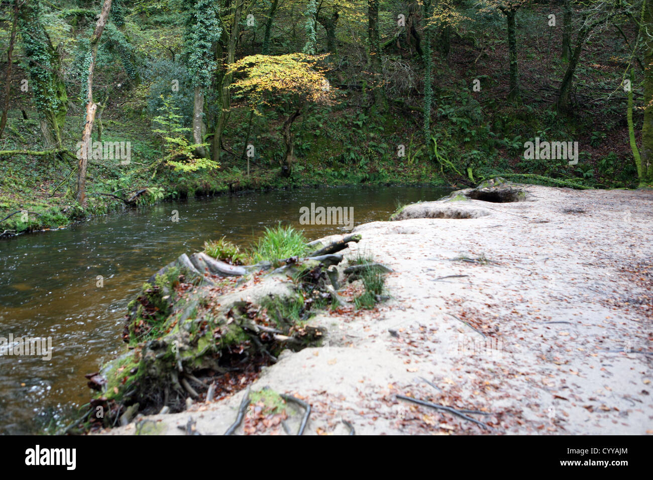 The ancient oak and beech wood by Golitha falls / River Fowey near ...