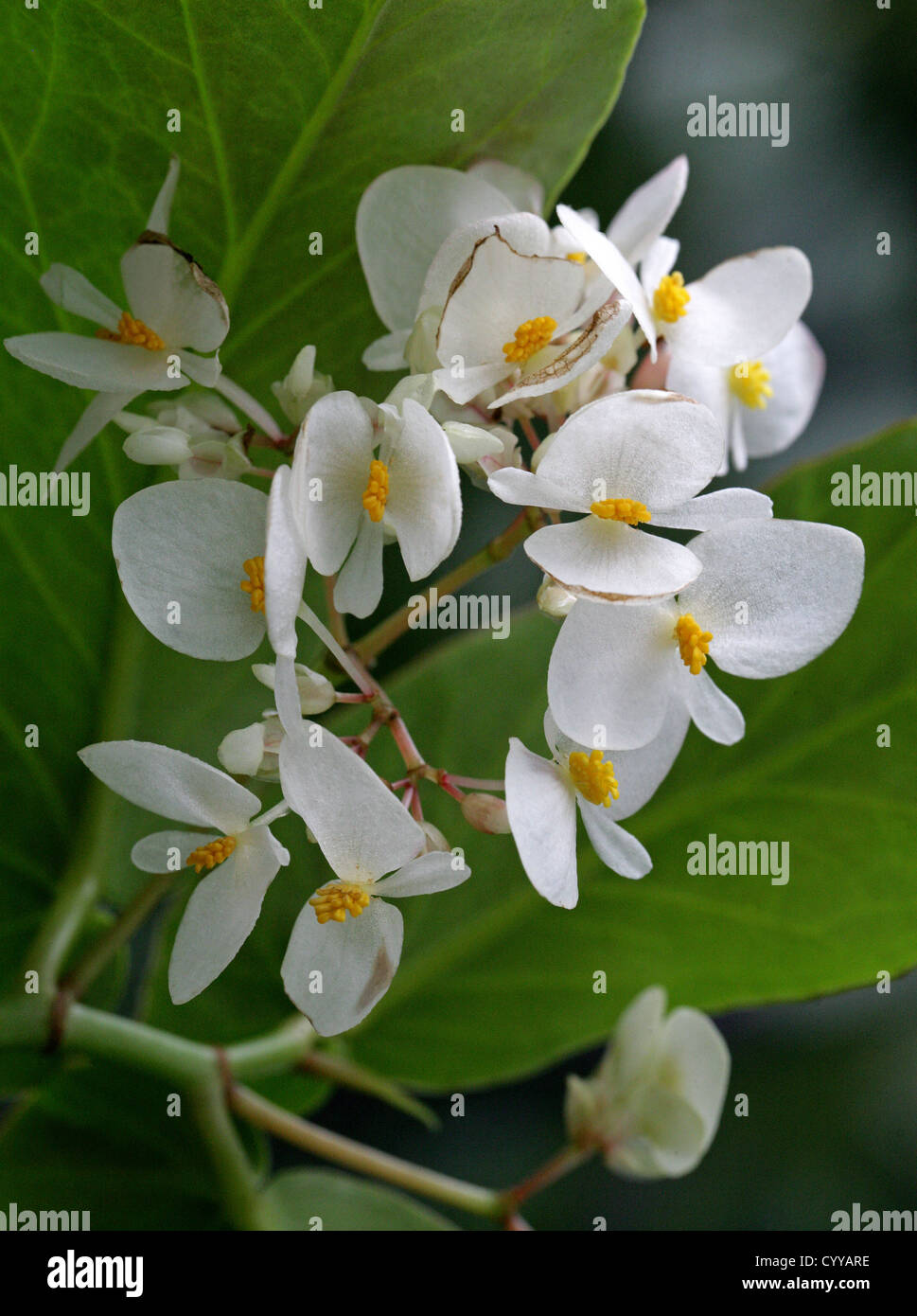 Cane Begonia, Clown Begonia, Begonia maculata var. wightii, Begoniaceae ...