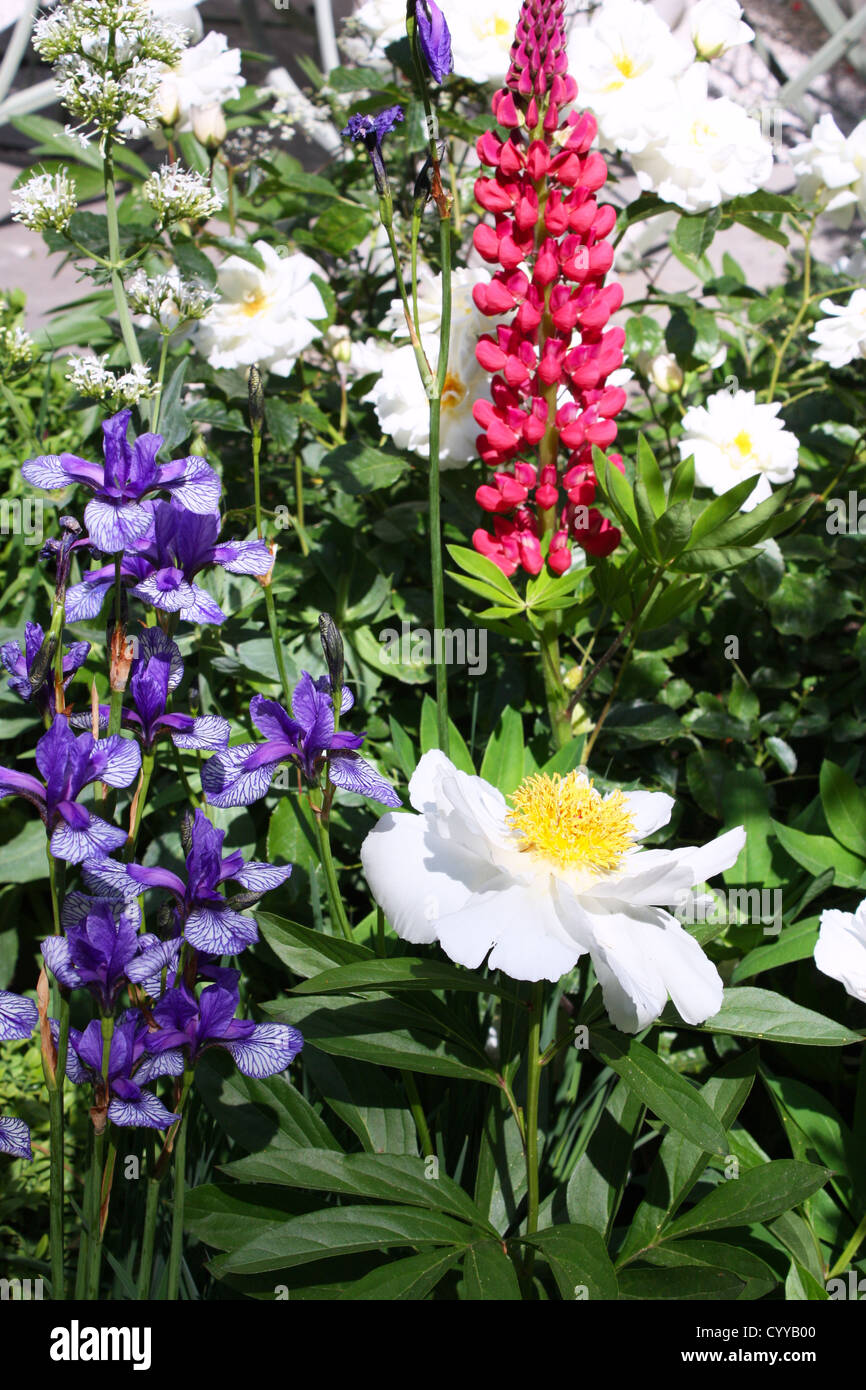 Colorful fresh flowers in garden Stock Photo - Alamy