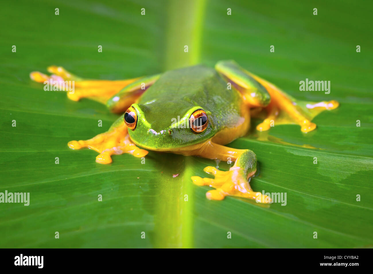 Beautiful Orange thighed tree frog, Litoria zanthomera, sitting on a ...