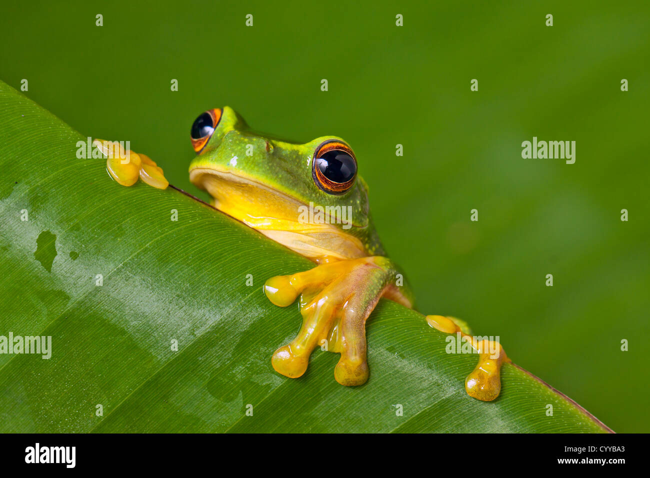 Orange tree frog hi-res stock photography and images - Alamy