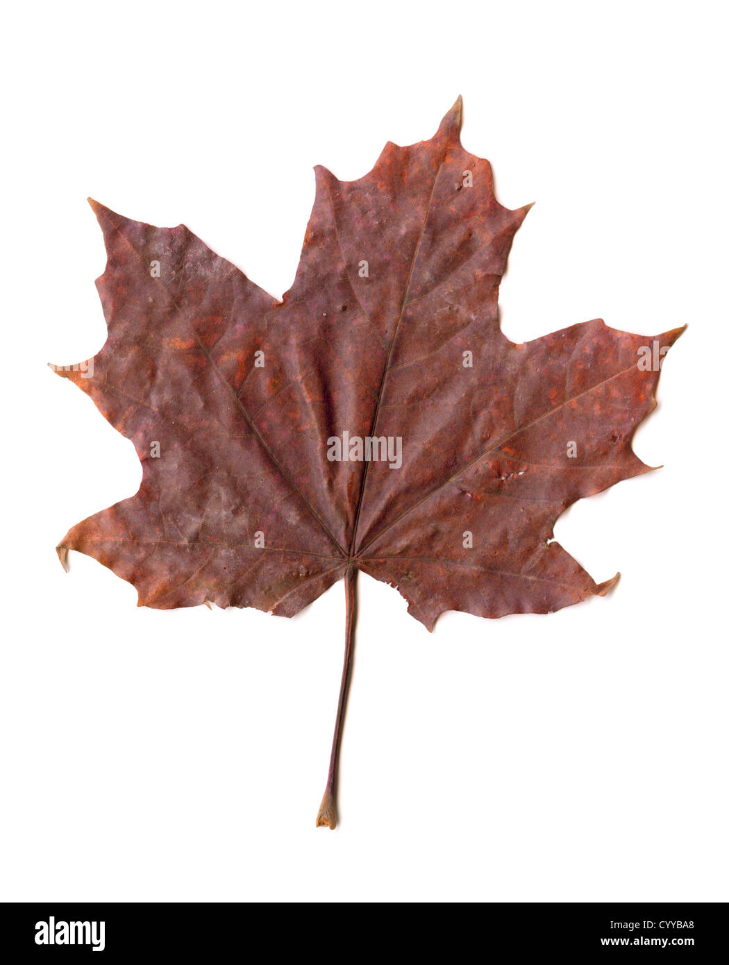 One red maple leaf Cut Out Stock Images & Pictures - Alamy