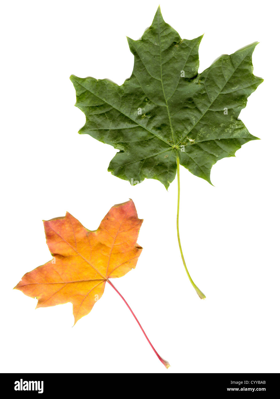 Stages of autumn hi-res stock photography and images - Alamy