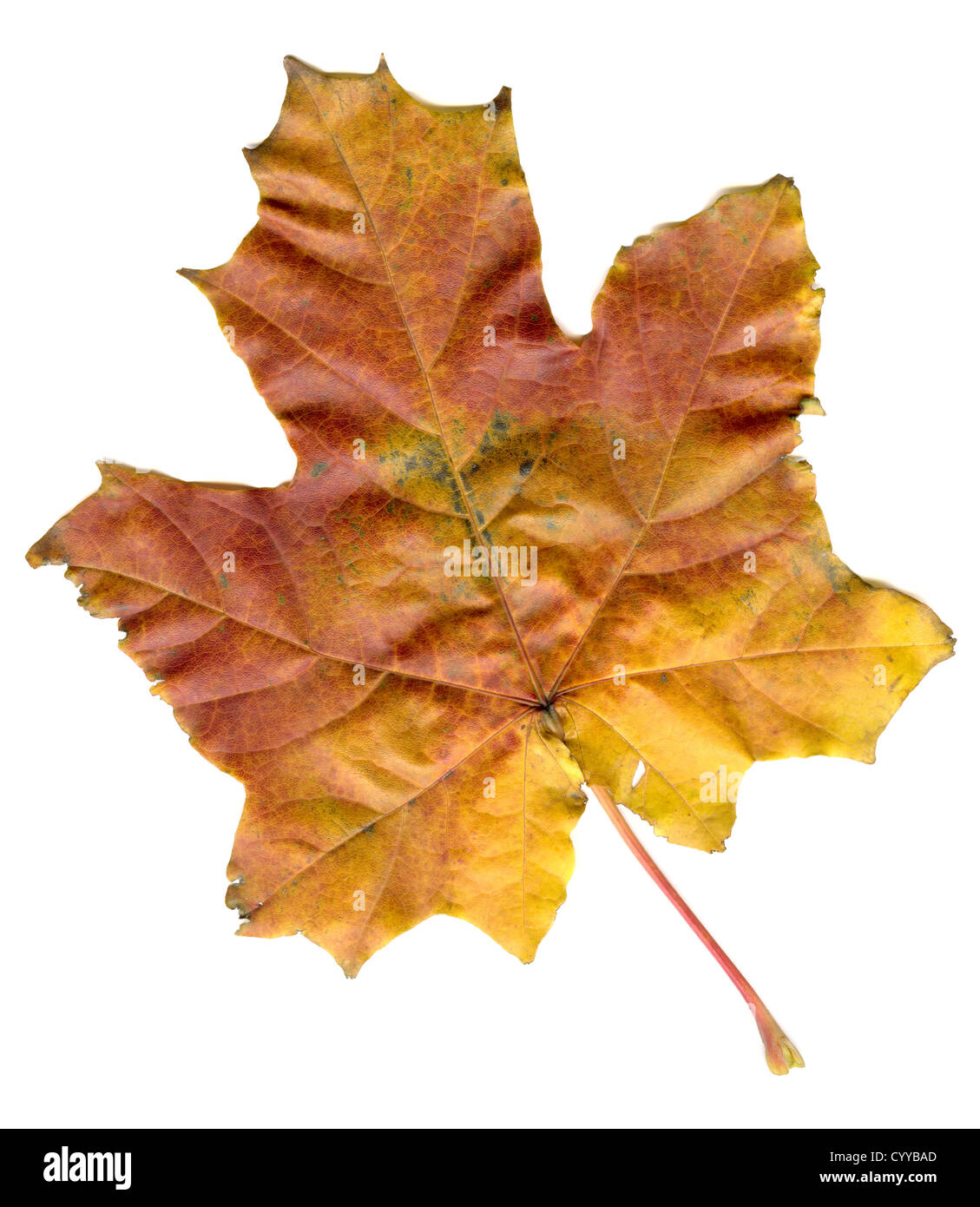 Single maple leaf hi-res stock photography and images - Alamy
