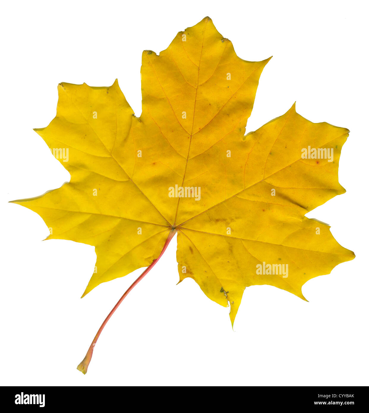 Autumn single maple leaf isolated on white Stock Photo - Alamy