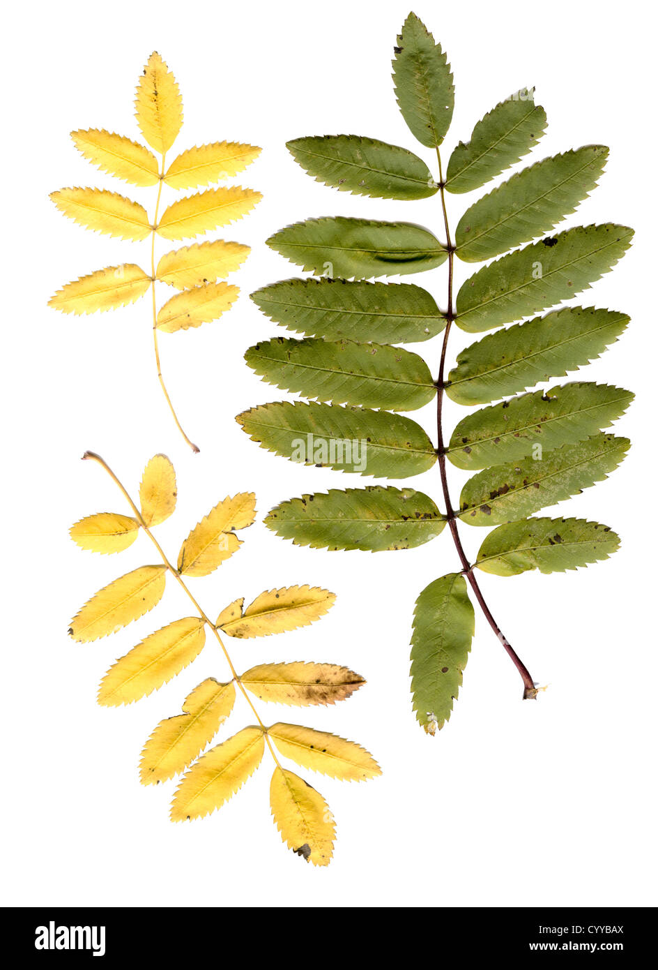 Stages of autumn hi-res stock photography and images - Alamy