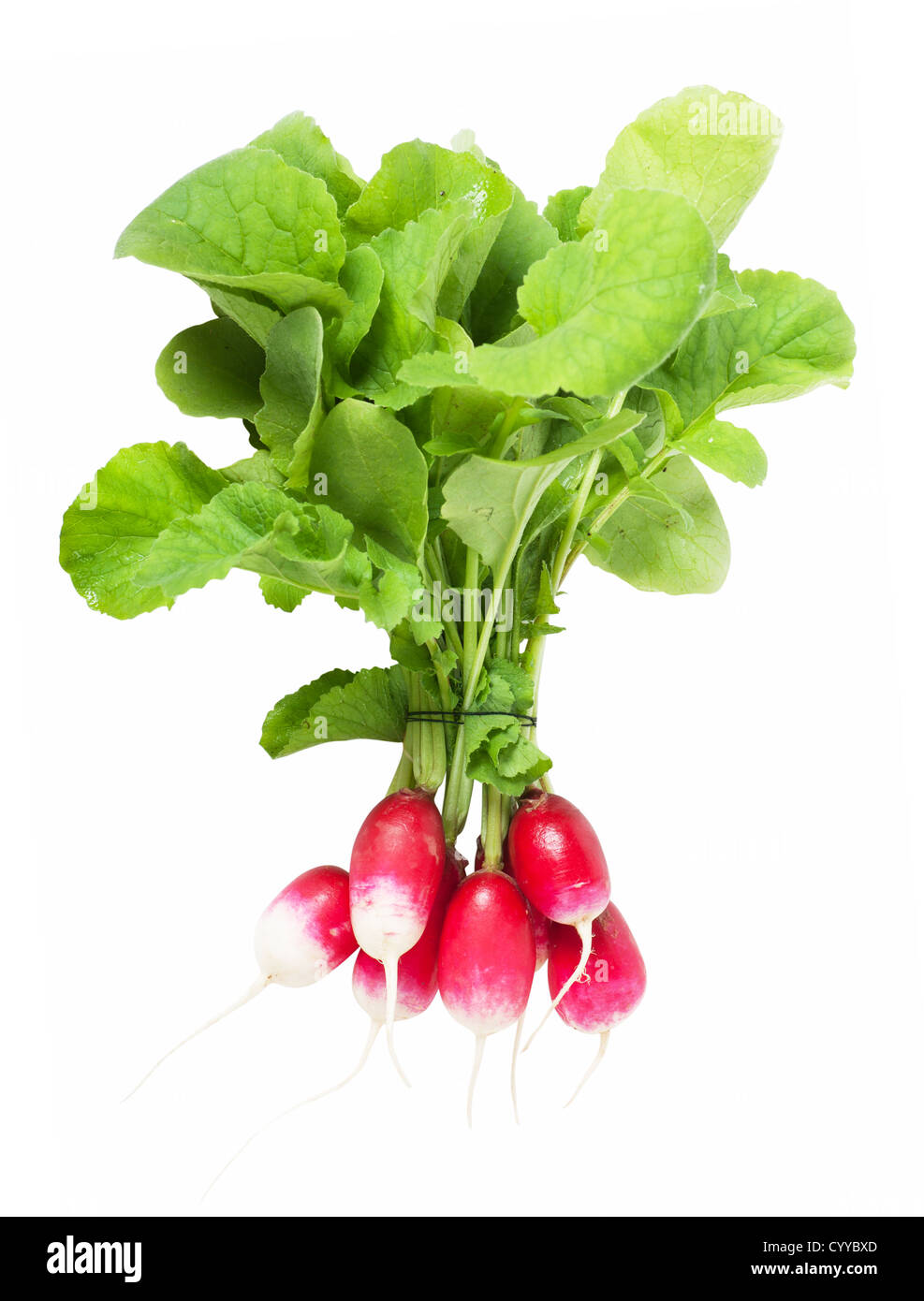 How to grow radishes Cut Out Stock Images & Pictures - Alamy