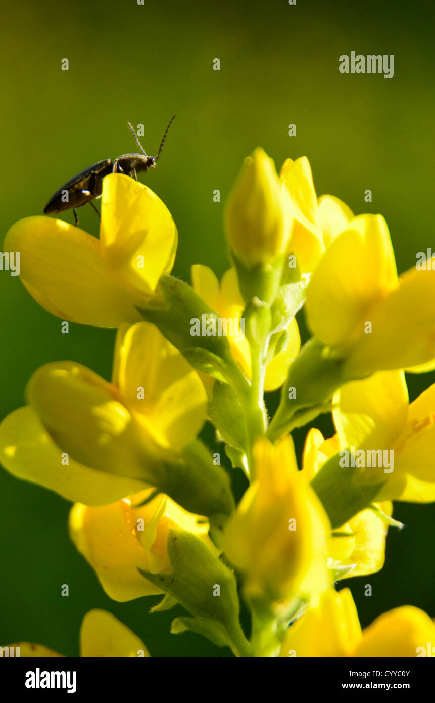 Weevil on flowering lupine in Oregon's Blue Mountains Stock Photo - Alamy