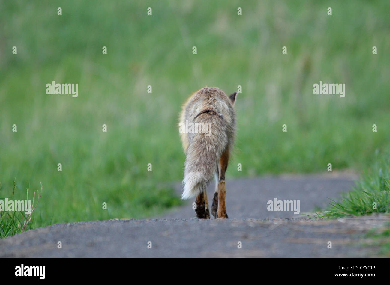 Fox on foot trail in Oregon's Wallowa Valley Stock Photo - Alamy