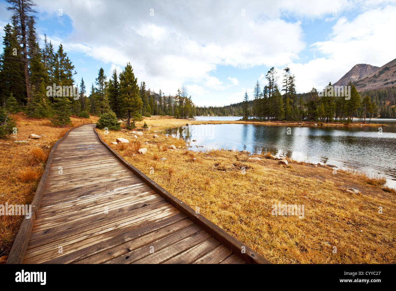 boardwalk in forest Stock Photo - Alamy
