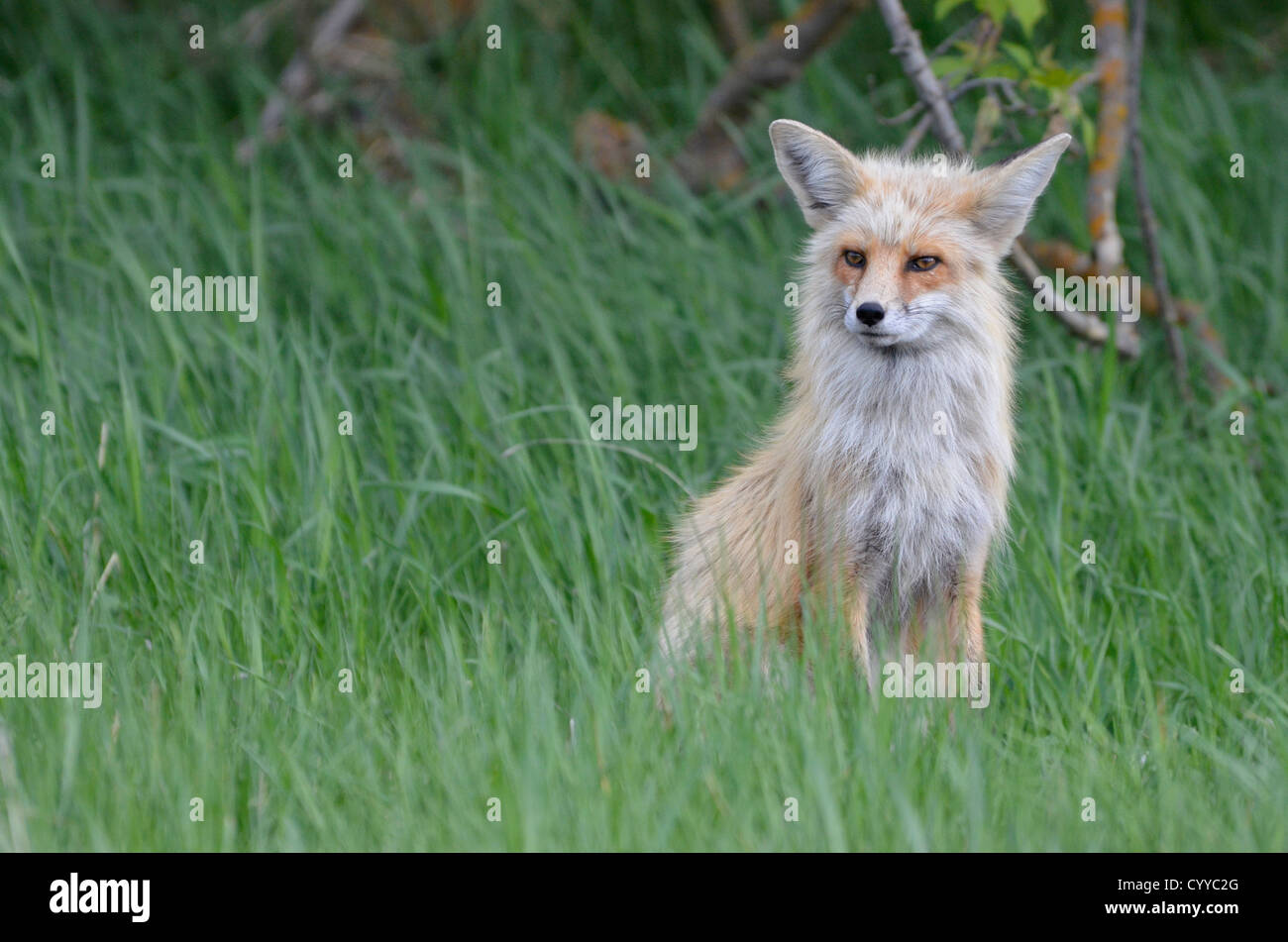 Fox in Oregon's Wallowa Valley Stock Photo - Alamy