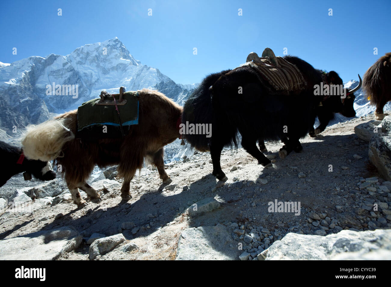 yak in Himalaya Stock Photo - Alamy