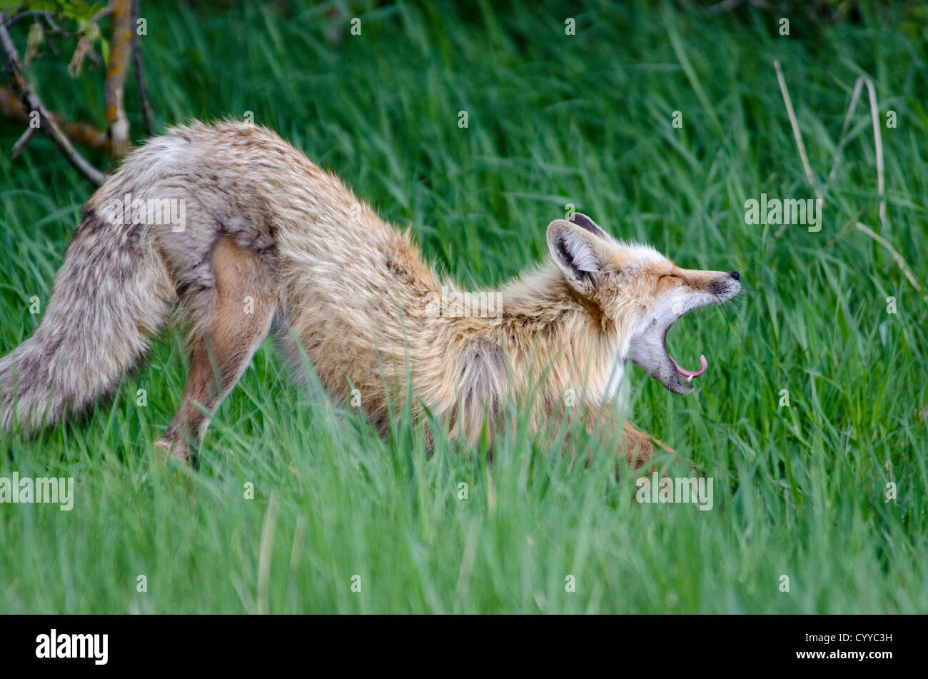 Yawning fox in Oregon's Wallowa Valley Stock Photo - Alamy