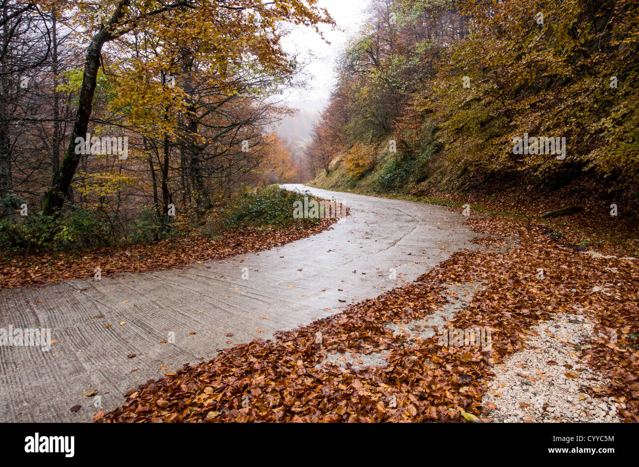 Autumn colors in Irati Forest, an spanish very popular nature reserve ...