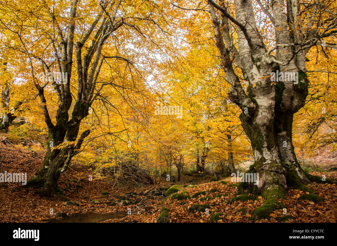 Autumn colors in Irati Forest, an spanish very popular nature reserve ...