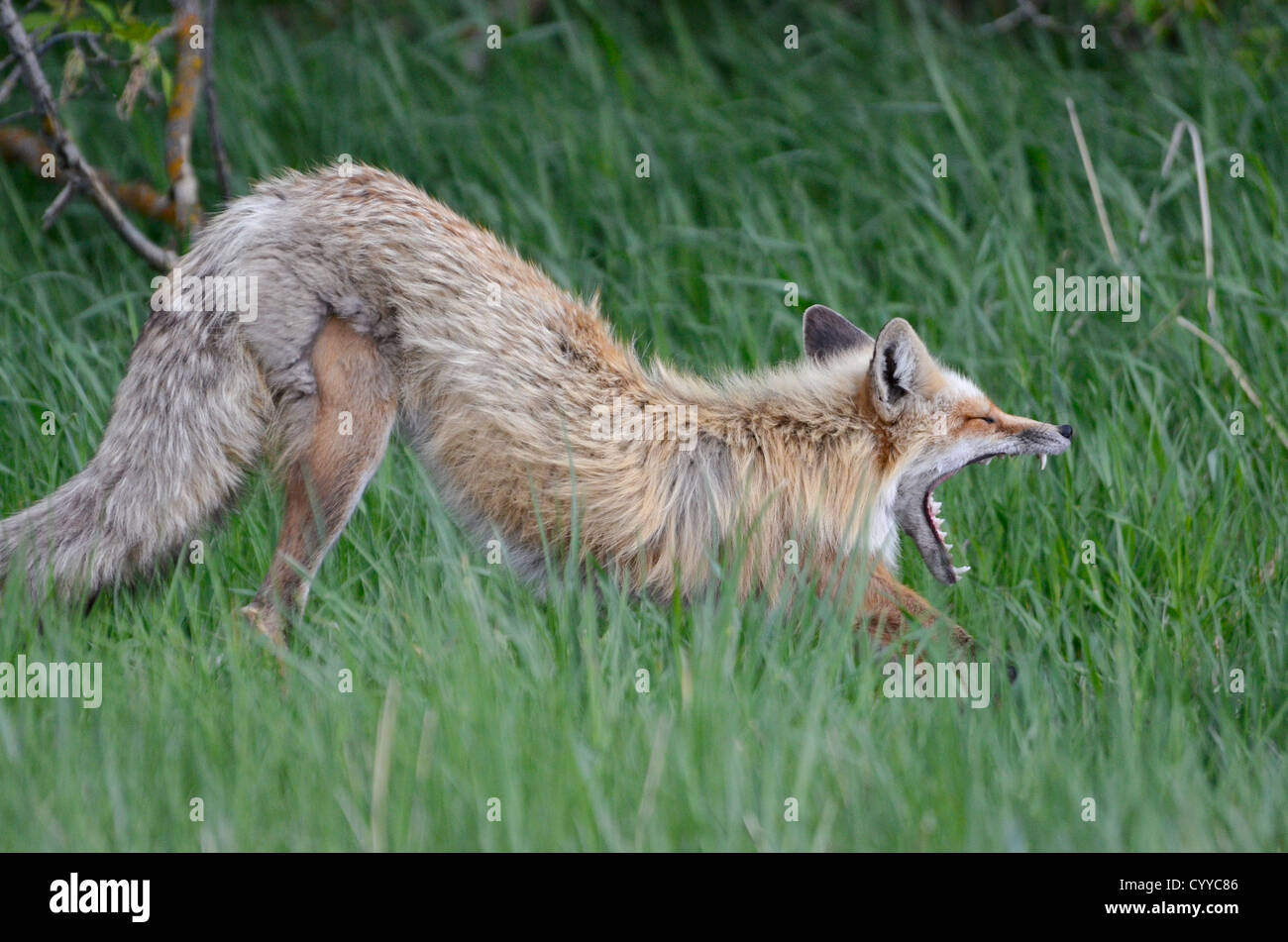 Predator fox yawning hi-res stock photography and images - Alamy