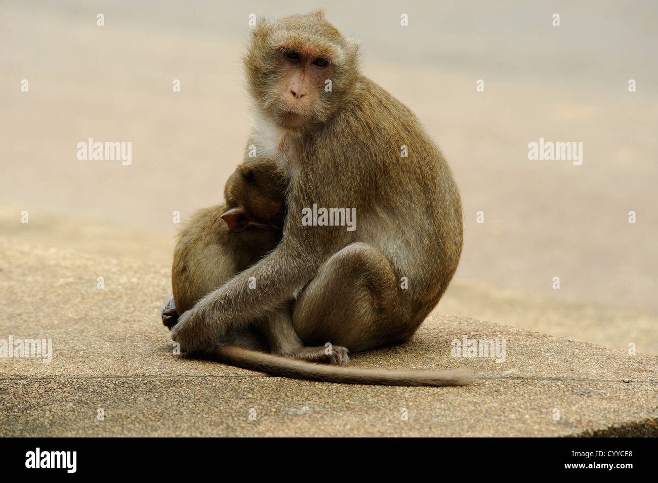 mother and baby long tailed macaque monkey, Tham Khao Luang ...
