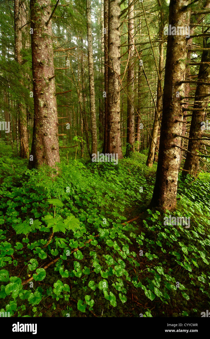Hemlock forest on Wood Spit in Alaska's Tongass National Forest Stock ...