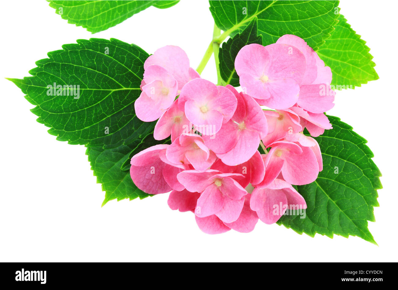 Pink hydrangea leaves on Cut Out Stock Images & Pictures - Alamy
