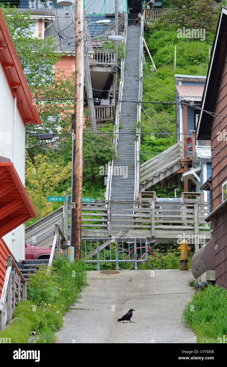 Alaska raven hi-res stock photography and images - Alamy