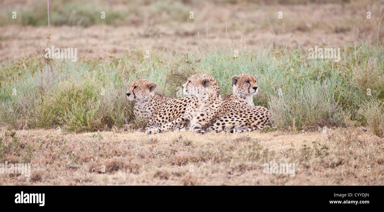 Three brothers lounge around and scan the savannah in three different ...