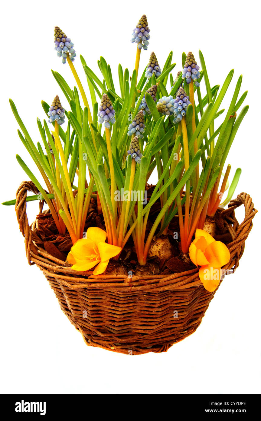 Muscari and crocus hi-res stock photography and images - Alamy