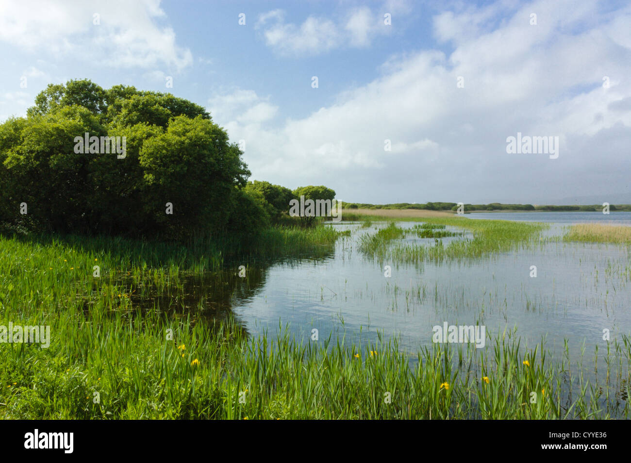 Kenfig Pool, part of Kenfig Burrows National Nature Reserve in ...