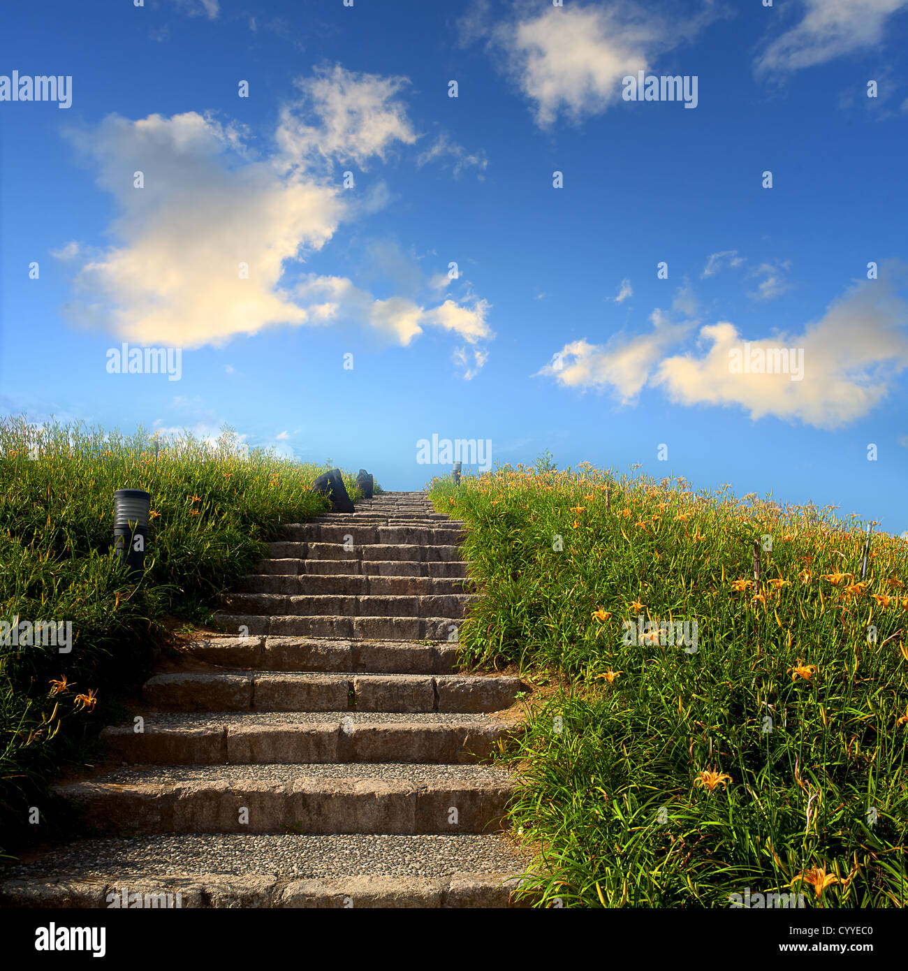 It is beautiful and colorful tiger lily farm Stock Photo - Alamy