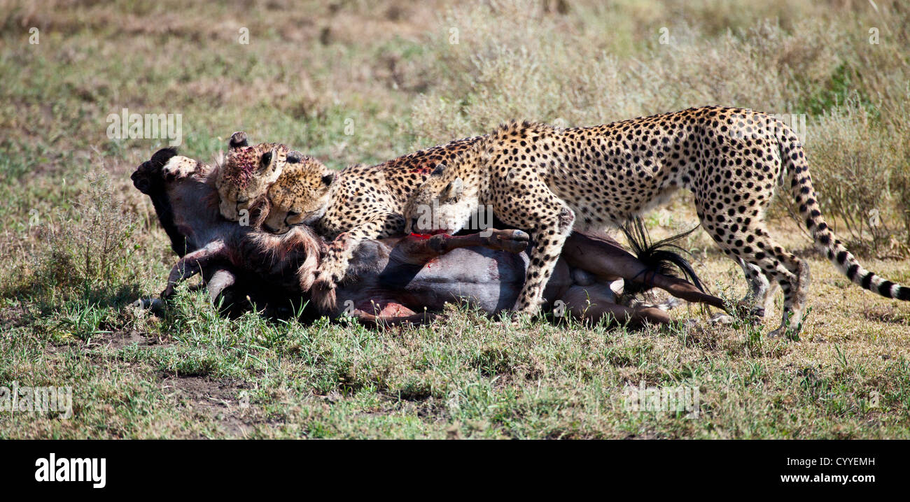 An adult Wildebeest is attacked and killed by three male cheetahs ...