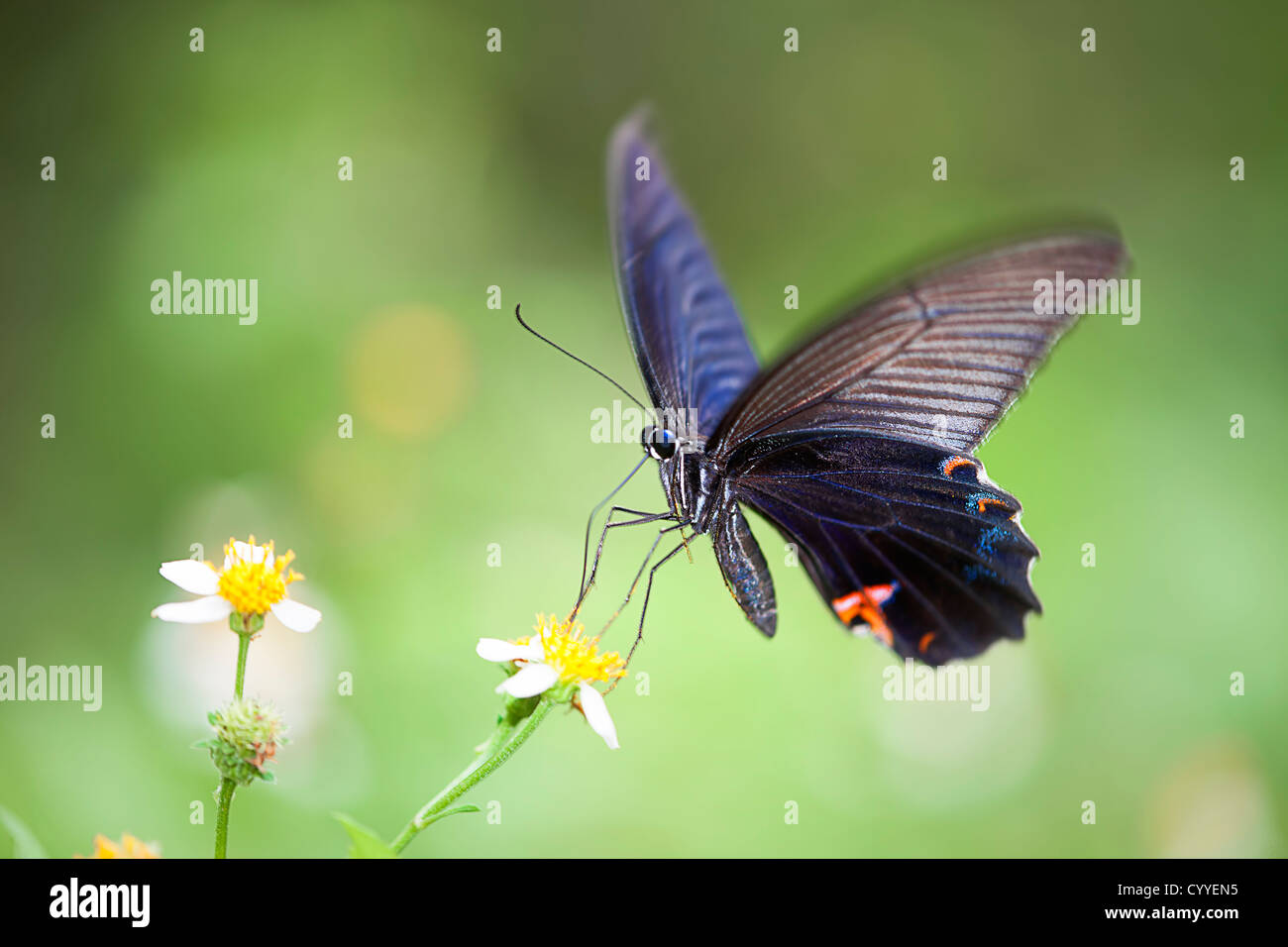 Magnificent butterfly hi-res stock photography and images - Alamy
